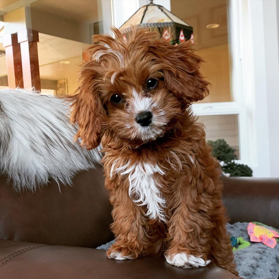 Cavapoo welpen zu verkaufen - Tierwelpen Cavapoo welpen zu verkaufen - Tierwelpen